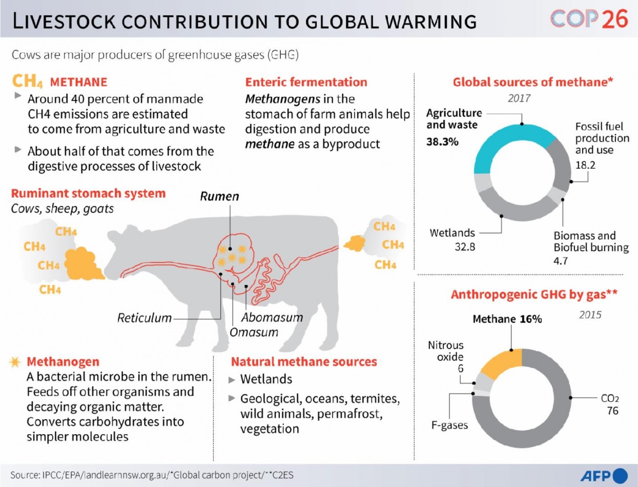 Viral claim that cow burps are not an important contributor to climate ...